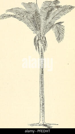 This catalogue provides a detailed description of useful fiber plants ...