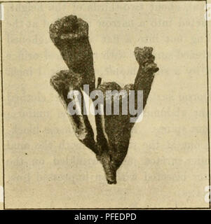 This catalog describes the scale insects of Australia, focusing on ...