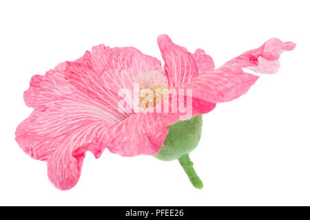 Mallow flower head closeup isolated on white background Stock Photo - Alamy
