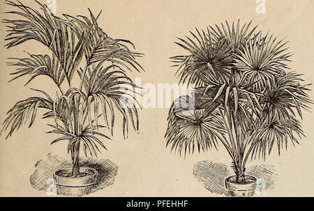 Clump of palm trees in the Florida Everglades USA Stock Photo - Alamy