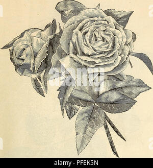 . Catalogue of the Mount Hope Nurseries. Nurseries (Horticulture ...