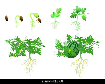 Watermelon Growth Stage Illustration Stock Photo - Alamy
