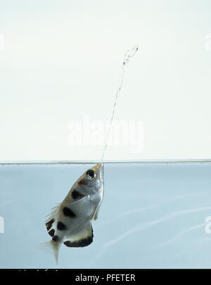 Close-up photography of sea water surface. Water texture Stock Photo ...