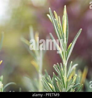 Golden rosemary (Rosmarinus officinalis 'Aureus' Stock Photo - Alamy