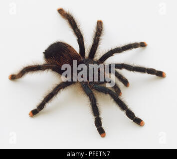 Peruvian pinktoe Tarantula (Avicularia urticans) at night in Puerto ...