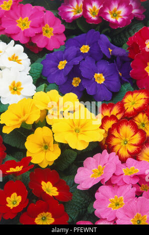 Close up of flowers on Primula Princess F! Vintage. A double primula ...