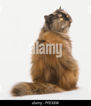 Rear view of a tortoiseshell cat sitting in the snow turning her head ...