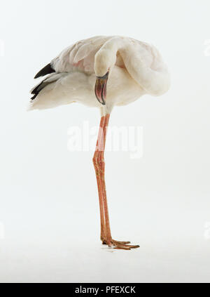 Flamingo - Side View Stock Photo - Alamy