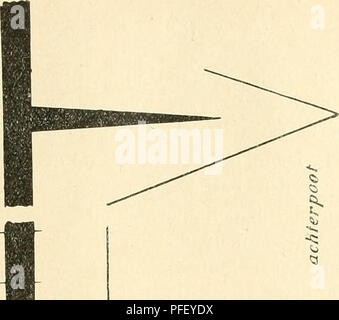 This study examines the dermatomeric structure in the green lizard ...