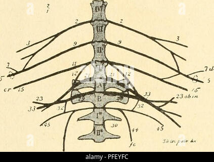This image shows the dermatomeric structure of the nervous system in ...