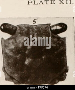 This work focuses on the decapod crustaceans of Bermuda, examining ...