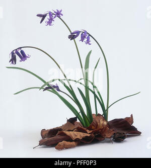 Bluebells (Hyacinthoides non-scripta) growing in a woodland field ...
