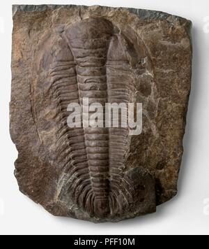 Fossilised Paradoxides (Paradoxididae Stock Photo - Alamy