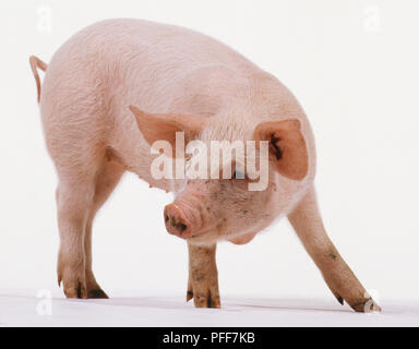 Domestic Pigs (sus sp.) standing, group of piglets gathered by sow's ...