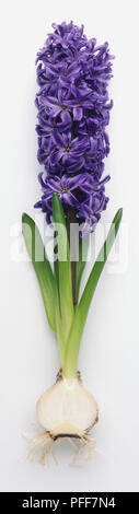 Cross section of a hyacinth bulb Stock Photo - Alamy