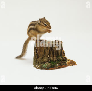Eastern Chipmunk perched on tree stump Tamias striatus Eastern N ...
