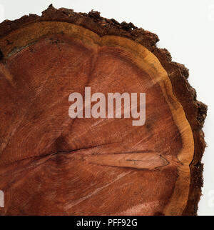 Cross section of a giant sequoia tree. Sequoia National Park ...