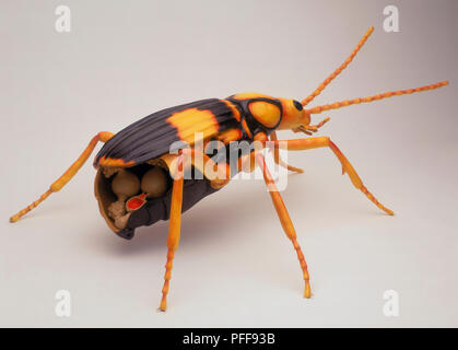 Bombardier Beetles (Brachinus Stock Photo - Alamy