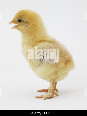 Chick (8 days old) standing in grass with Easter eggs Stock Photo - Alamy