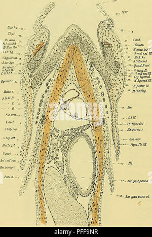 This comparative anatomy diagram illustrates the developmental stages ...