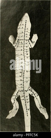 The image illustrates the dermatomeric structure in the nervous system ...