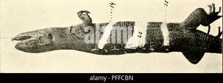 This study focuses on the dermatome structure and function in the ...