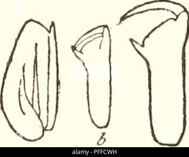 This image illustrates the anatomy of crustaceans, focusing on the ...
