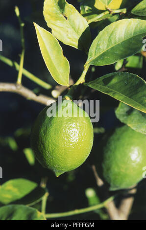 Citrus sp Citrus sp Stock Photo - Alamy