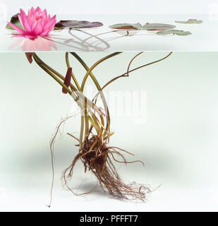 Water lily roots surface. Water lily flower. Tree root pattern. Tree ...