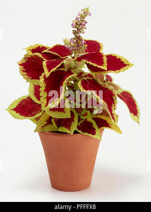 Wizard coleus (Coleus scutellarioides series Wizard), Labiatae. Short ...