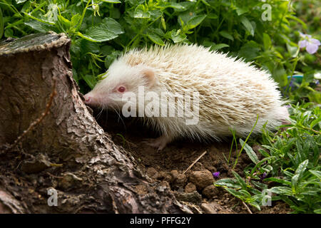 Hedgehog, rare, wild, native, albino hedgehog with white spines and ...