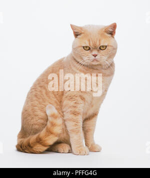 British short haired cat sitting on gamer chair Stock Photo - Alamy