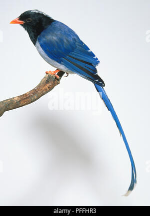 Long tail blue magpie bird on tree branch Stock Photo - Alamy