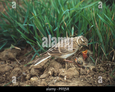 Skylark chicks in a nest Stock Photo - Alamy