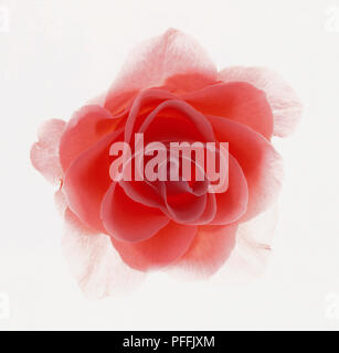 Flower head of a rose Stock Photo - Alamy
