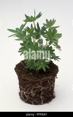 Close up of pot with a plant root ball bound. Repotting the plant Stock ...