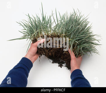 Close up of human hands holding two freshly picked wild mushrooms in a ...