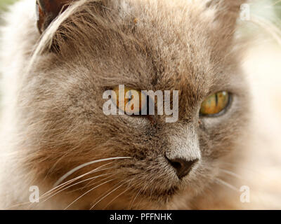 Closeup on mouth of females face, showing tongue. Beautiful brunette ...