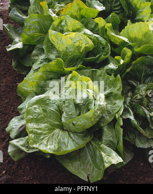 Chicory Salad Sugarloaf Cichorium intybus 'Pan di Zucchero' plant ...