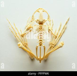 . The anatomy of the frog. Frogs -- Anatomy; Amphibians -- Anatomy. 84 ...