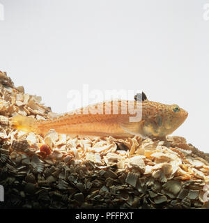 Lesser Weever - Echiichthys vipera Stock Photo - Alamy