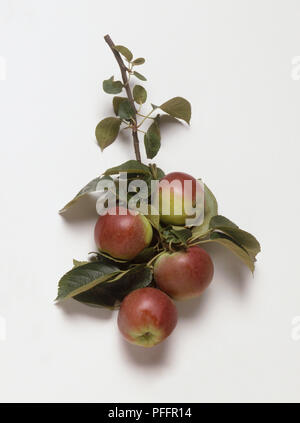 Green Pearmain apples Stock Photo - Alamy