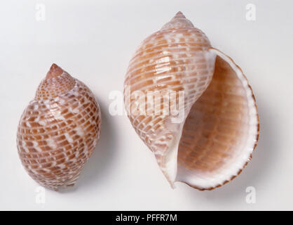 A partridge tun shell, Tonna perdix, moving about the reef at night ...