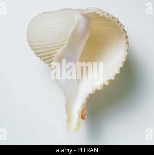 Close up view of sea snail in shells on rock Stock Photo - Alamy