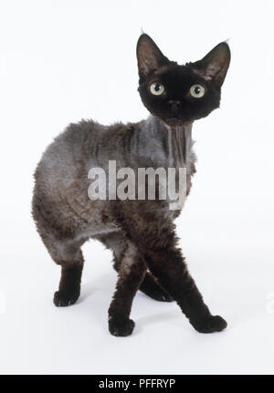 Side view of a Devon rex kitten eating isolated on white Stock Photo ...