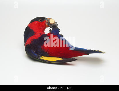 BLACK-WINGED LORY - SIDE VIEW Stock Photo - Alamy