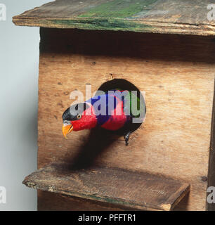 Black-winged Lory Eos cyanogenia Stock Photo - Alamy