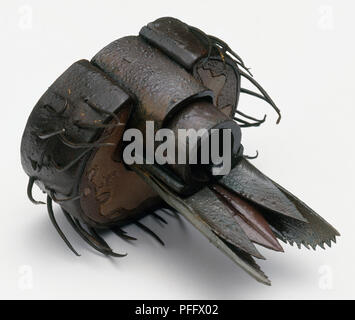 Mouthparts of a mosquito Stock Photo: 84972759 - Alamy