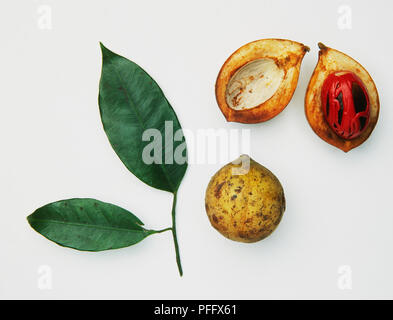 nutmeg, mace (Myristica fragrans), opened fruit in a hand Stock Photo ...