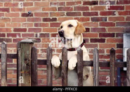 Labrador Retriever standing on hind legs, 2 years old, in front of ...